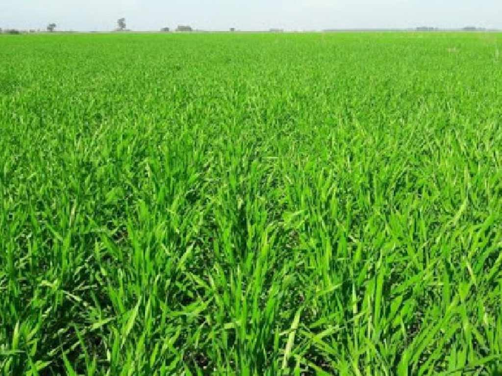 El trigo vuelve a tener oportunidad